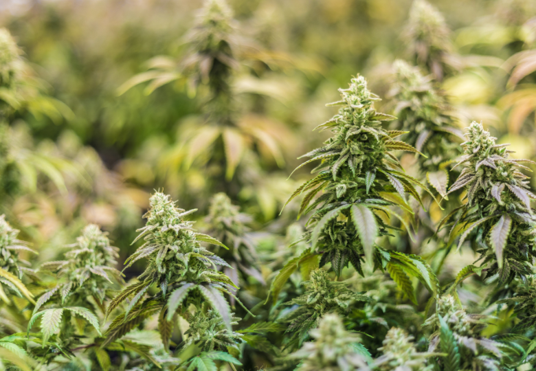 Erkennen des Geschlechts von Cannabis: Wie man männliche und weibliche Pflanzen erkennt